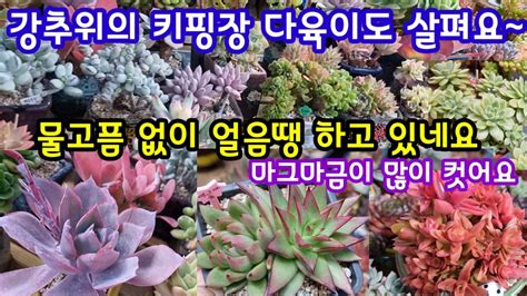 키핑장 다육이도 강추위에 걱정되서 살펴요🌺추우면 병충해도 훨씬 덜해요~🪴물고파 하지않고 않네요😆 Youtube