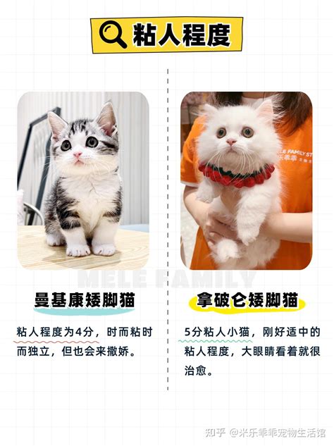 曼基康矮脚猫和拿破仑矮脚猫有什么区别？ 知乎
