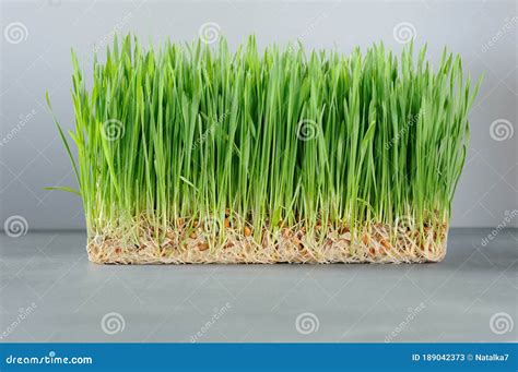 Growing Wheat Grass Indoors For Wheat Shots Stock Image Image Of