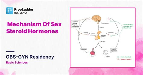 Steroid Hormone Mechanism