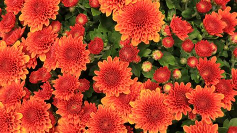 12 Beautiful Mums To Plant In Spring In Your Garden Recommended By Our Professional Gardener
