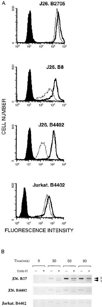 Polymorphism In The Expression Level And Maturation Ki Netics Of Cell Download Scientific