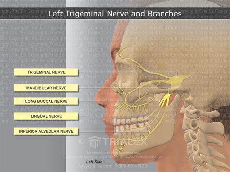 Left Trigeminal Nerve And Branches Trialquest Inc