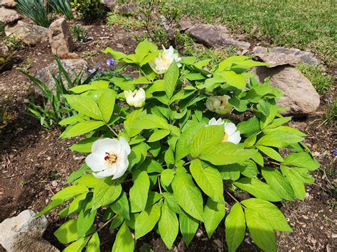 만개 후 이내 꽃잎이