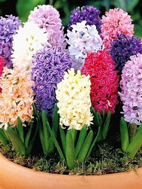 1ชิ้น 3ชิ้น ดอกไฮยาซินท์เทียม พวงดอกไม้ ดอกวิสเทเรียไหม สำหรับตกแต่งบ้าน สวน กระถาง ภายนอก รั้ว