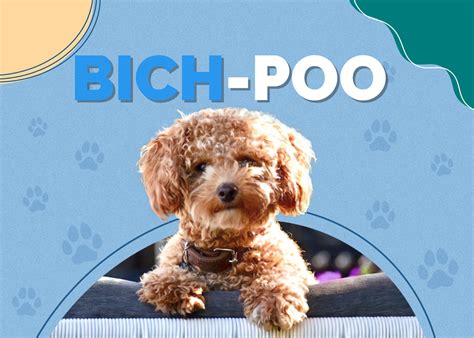 4 Beautiful Bichon Frise Colors Variations Explained With Pictures