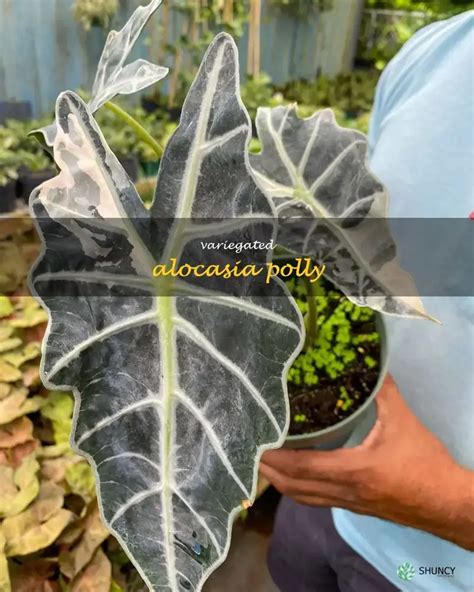 Add Some Color To Your Indoor Garden With The Stunning Variegated