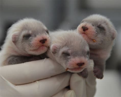 Captive Breeding Blackfootedferret Org