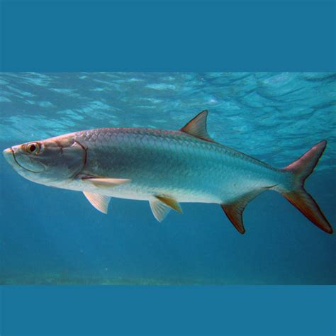 🐠 Flexi Tarpoon・ Stl File For 3d Printing・cults