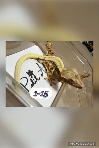 クレス② Petitange 本城のペットの無料広告・無料掲載の掲示板｜ジモティー
