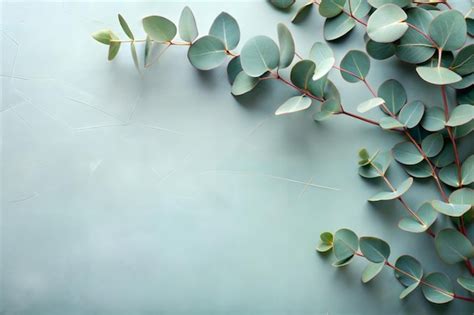 Background Fresh Eucalyptus Images Free Download On Freepik