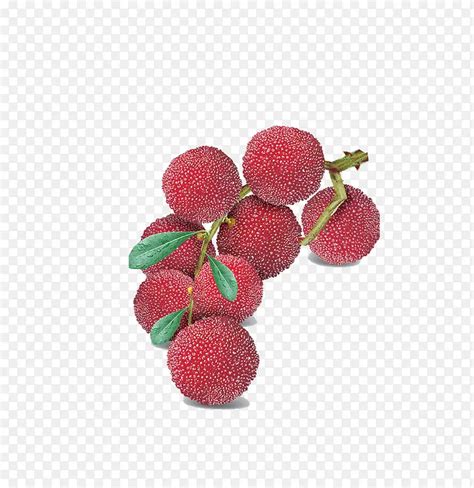 杨梅png图片素材下载图片编号yvvzdmml 免抠素材网