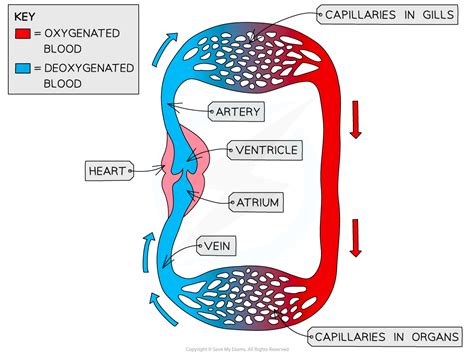 How Open Vs Closed Circulatory Systems Function