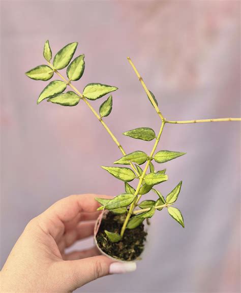 Hoya Bella Luis Bois Inner Variegated Orchidgarden