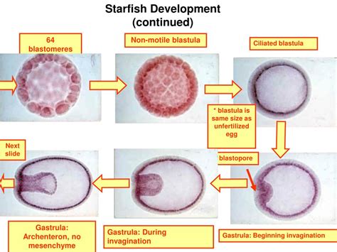 Ppt Echinoderms Powerpoint Presentation Free Download Id5392681