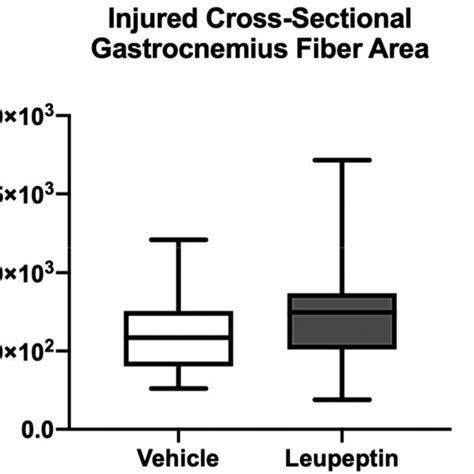 A Variability In Healthy Gastrocnemius Muscle Fiber Cross‐sectional