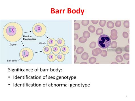 Sexual Growth Development Pptx