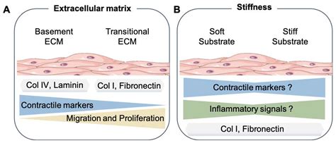The Phenotypic Responses Of Vascular Smooth Muscle Cells Exposed To