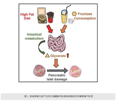 血糖代谢研究新进展 知乎