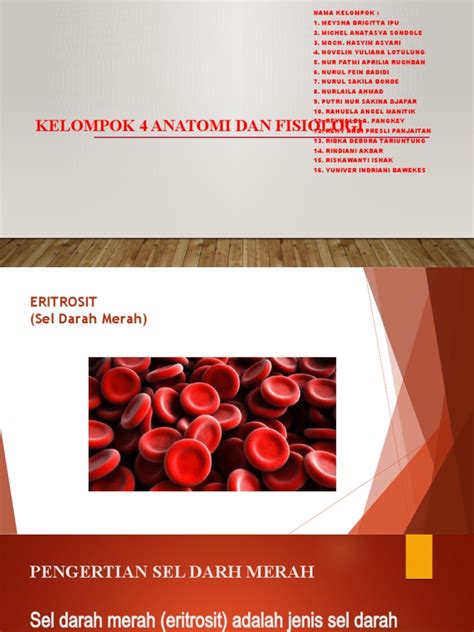 Anatomi Dan Fisiologi Eritrosit Pdf