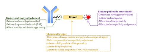 Advances In Adc Linker Research Axispharm