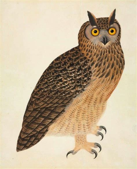 35 Best Owl Images On Pinterest Owl Drawings Drawings And Owl Tattoos