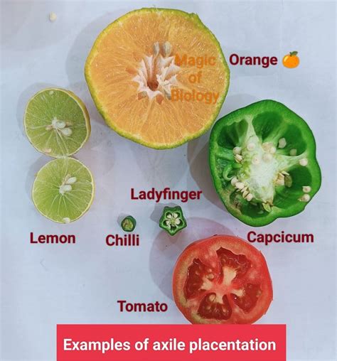 Axile Placentation In Plants