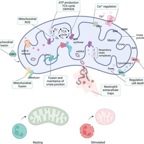 Mitochondrial Regulation Of Neutrophil Responses To Invading