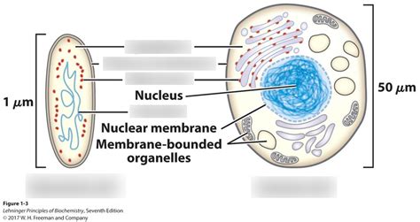 Medicinal Chemistry Diagram Quizlet