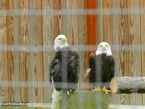 Brachphotography Knoebels Eagle Encounters