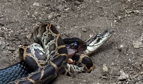 Python Constricted The Eastern Indigo It Ovrrcame Bit The Python