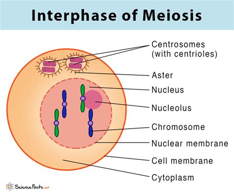 Labeled Diagram Of Interphase Interphase Is The Phase Of The