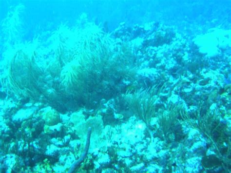 Sample Images From The Underwater Datasets Download Scientific Diagram