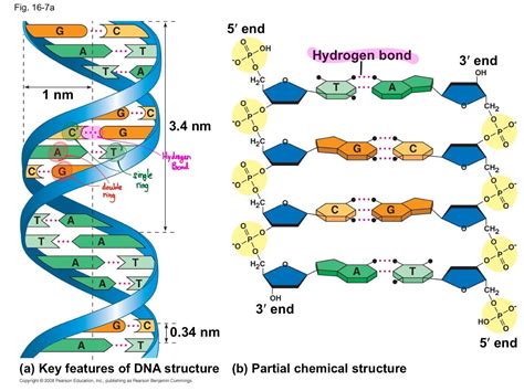 Structure Of Dna Diagram Labeled Dna Rna Structure Chemistry