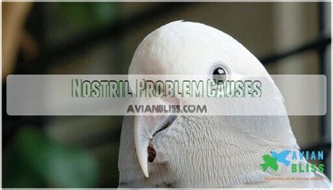 How To Clean Cockatiel Nostrils Safe Methods And Expert Tips