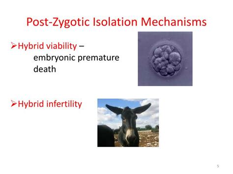Ppt Macroevolution Speciation Powerpoint Presentation Id3803996