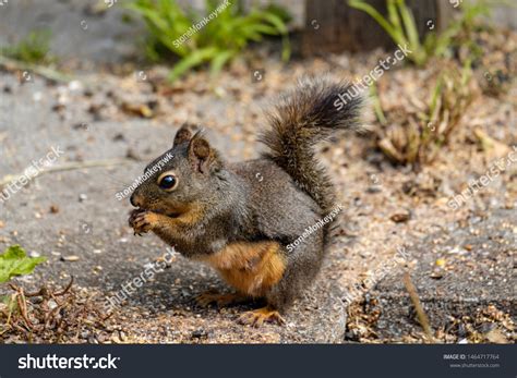 Doug Squirrel