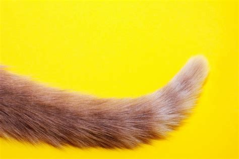 Tail Pictures Download Free Images On Unsplash