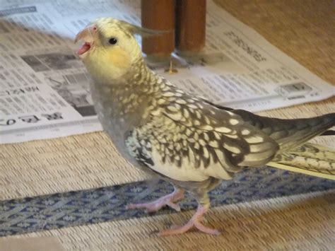 迷子鳥愛知県蒲郡市三谷北通でオカメインコが迷子になりましたNo 16424