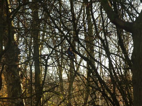 S1051171 Mousehold Heath Research A Look Into The Identity Of Mousehold Heath From Its Uses