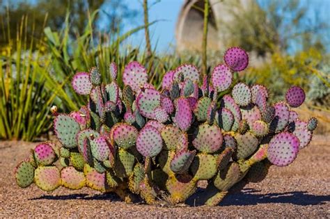 9 Amazing Prickly Pear Cactus Facts Balcony Garden Web