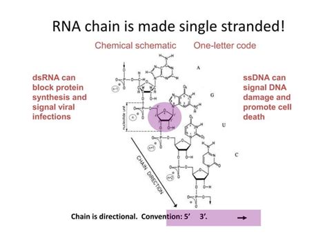Dna Rna Basic Structure And Components Ppt
