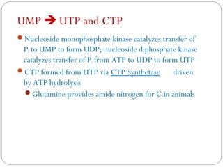 Nucleotides Metabolism Ppt
