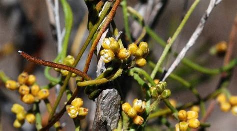 Cassytha Pubescens