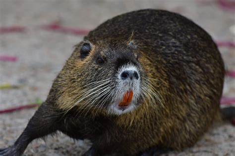 Нутрии и ондатры в Ташкенте жители водных каналов Хук