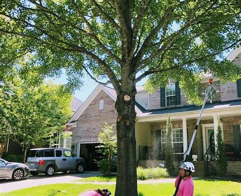 Selective Pruning Mandis Tree Care Llc