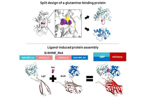 Diagnosing Serious Geriatric Diseases With Glutamine Sensor