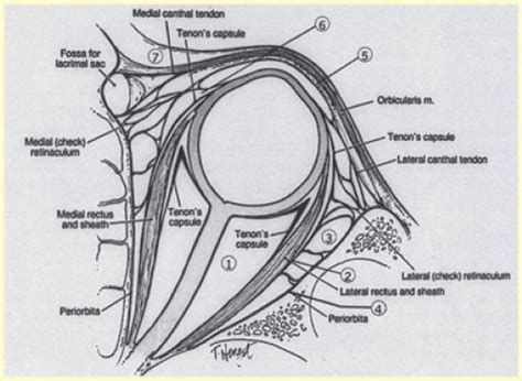 Orbital Surgery Ento Key