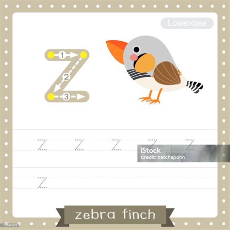 문자 Z 소문자 추적 연습 워크 시트입니다 얼룩말 핀치 새 0명에 대한 스톡 벡터 아트 및 기타 이미지 0명 교습 교육 Istock