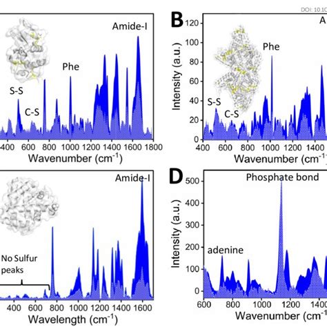Sers Of A Lysozyme B Bsa C Myoglobin And D Dna In The Presence Download Scientific